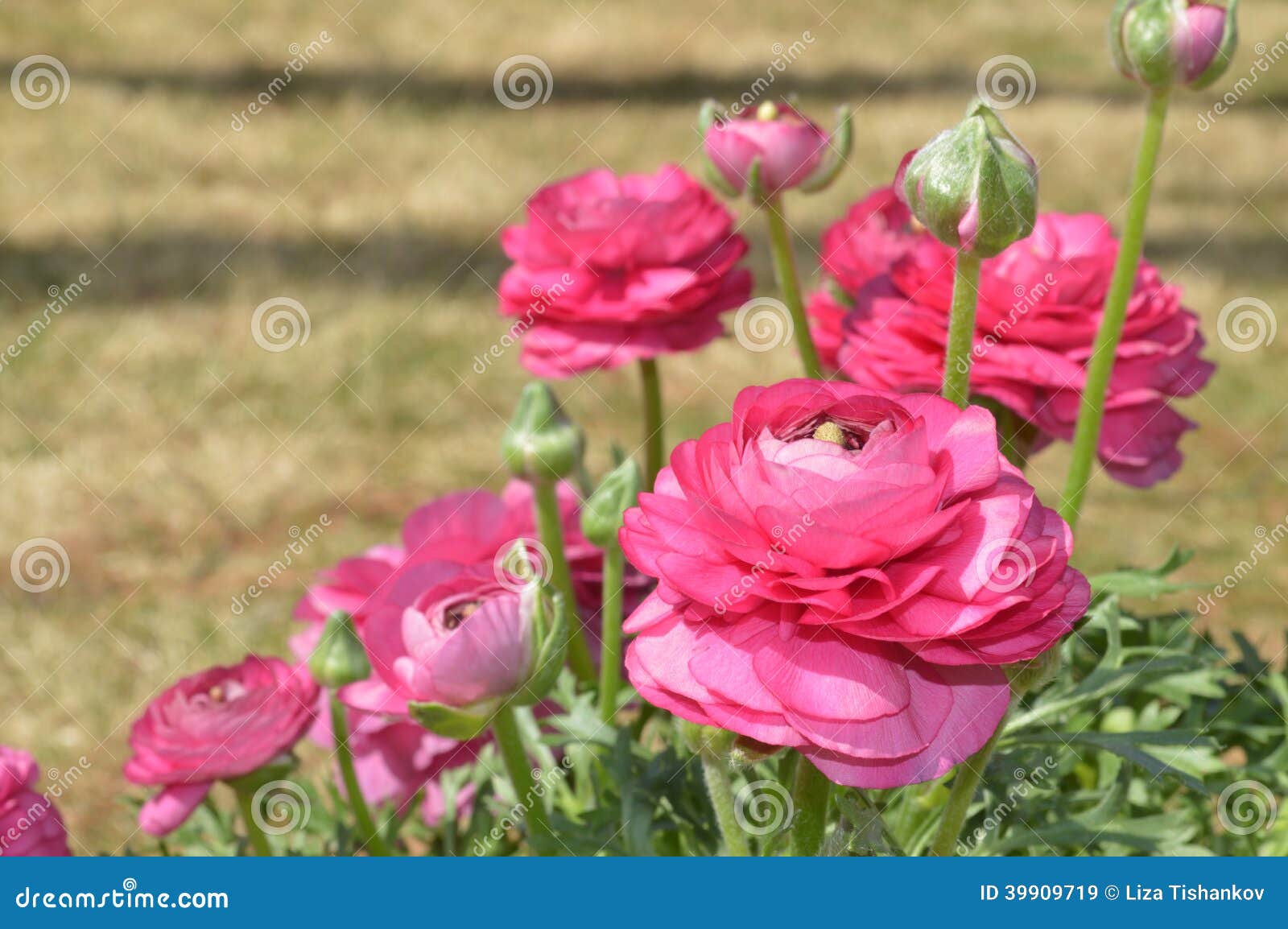 Pink Ranunculus stock image. Image of pink, double, springtime - 39909719