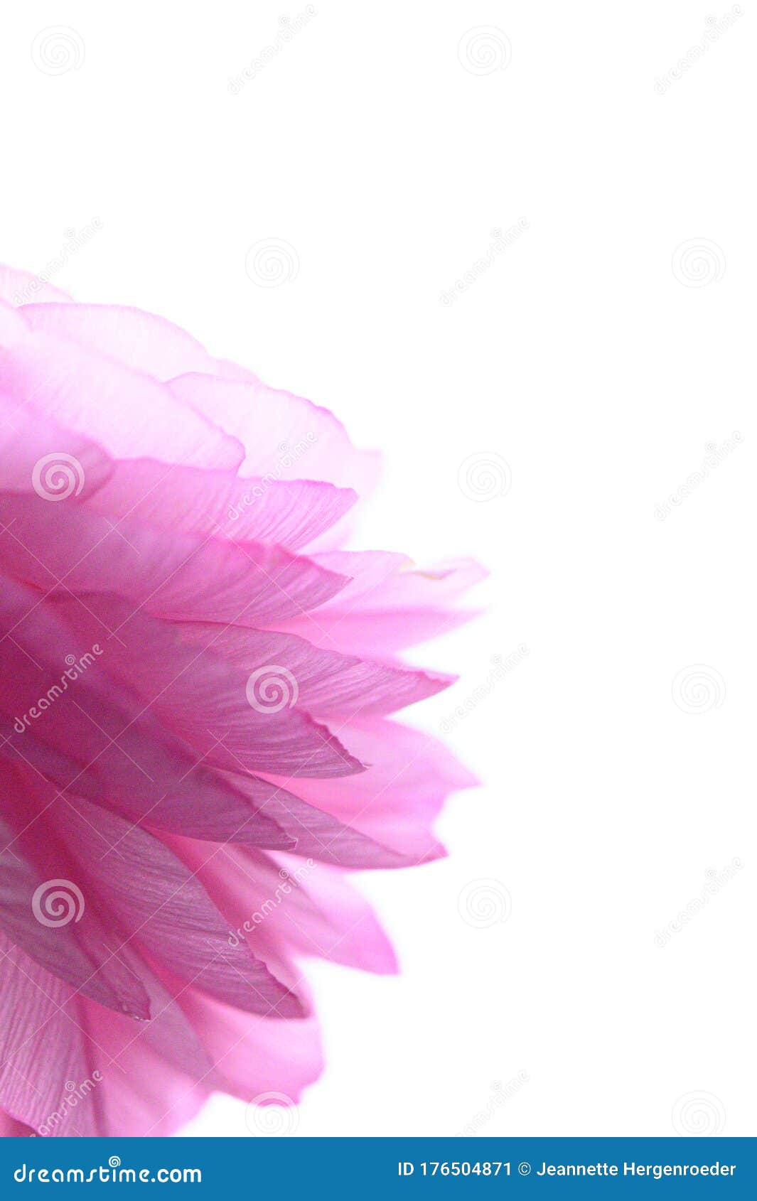 Pink Ranunculus Buttercup Flower with Separated Petals Stock Image ...