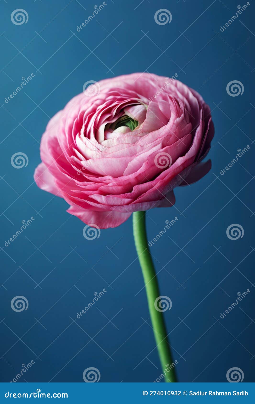 Pink Ranunculus Flower on Dark Blue Background, Close-up. Stock ...