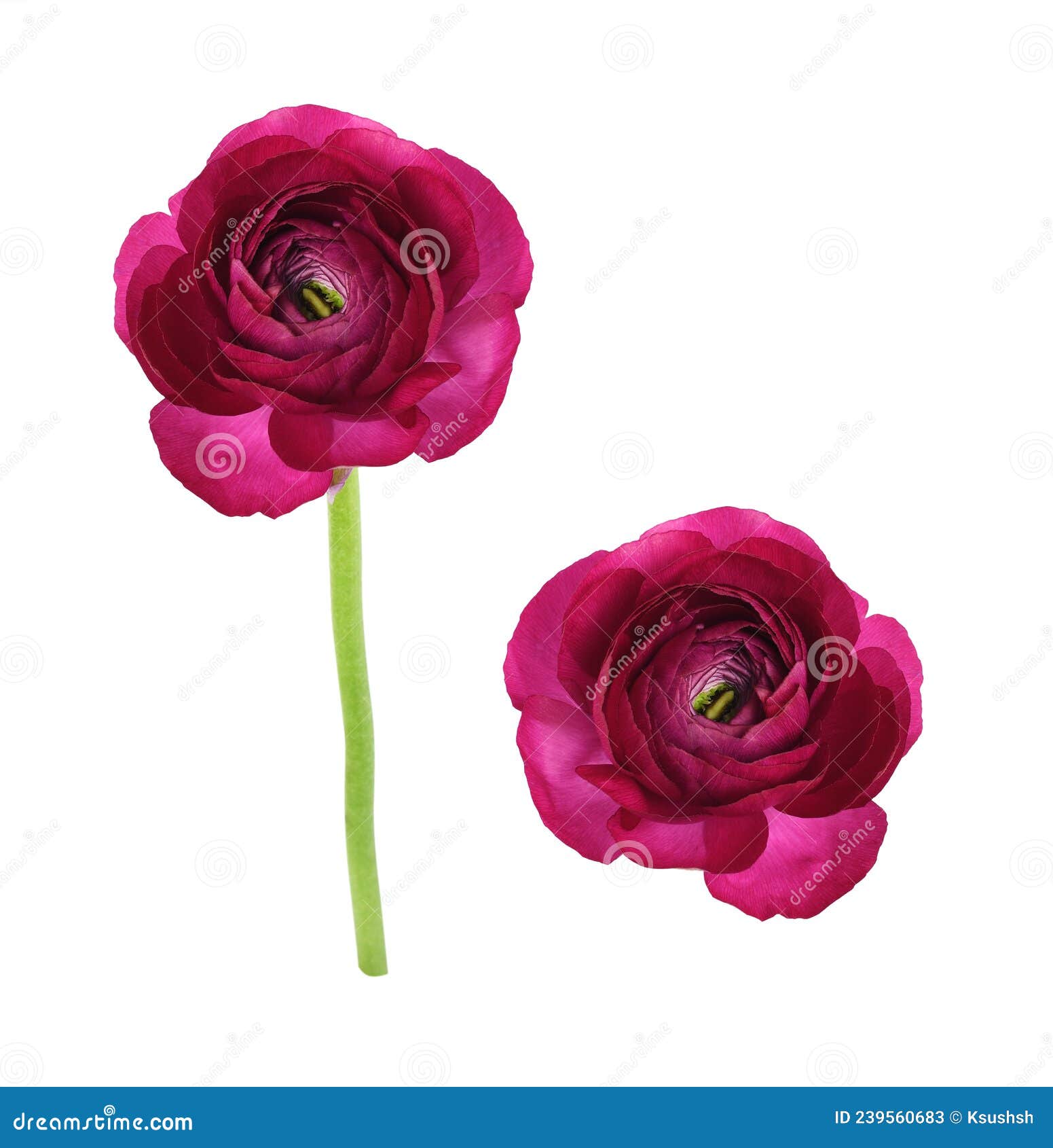 Pink Ranunculus Flower Isolated Stock Image - Image of rosette ...