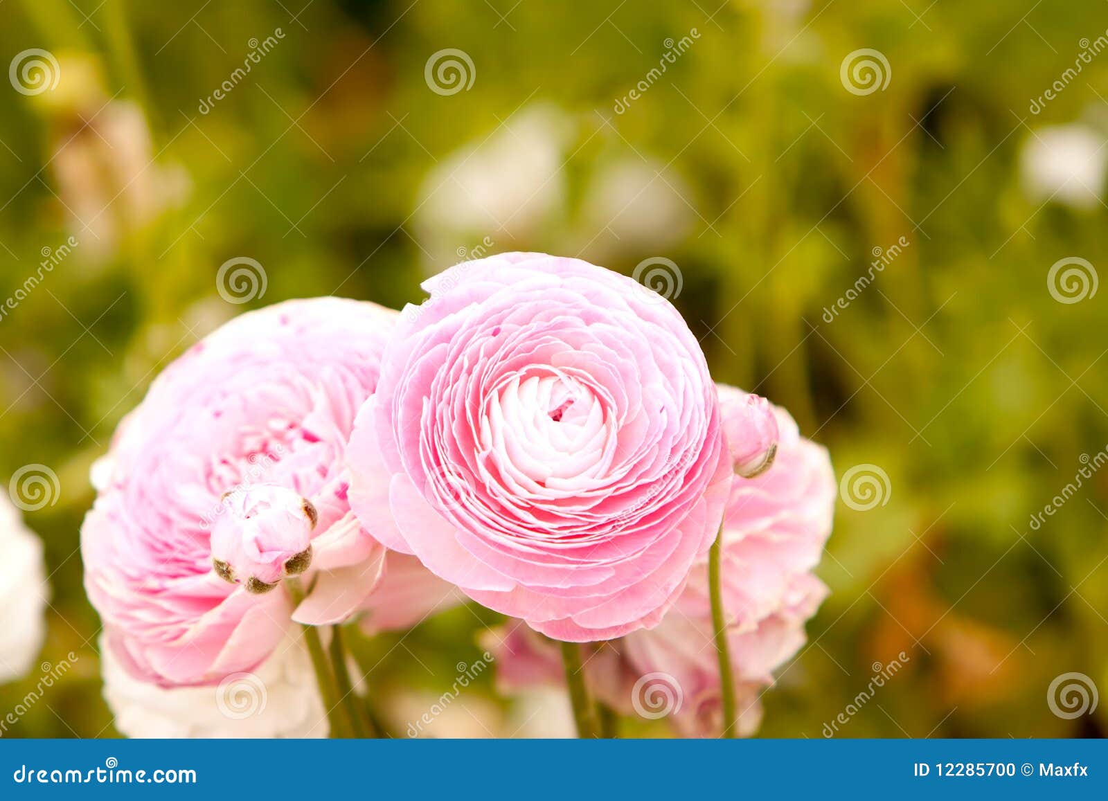 Pink ranunculus flowers stock photo. Image of close, landscape - 12285700