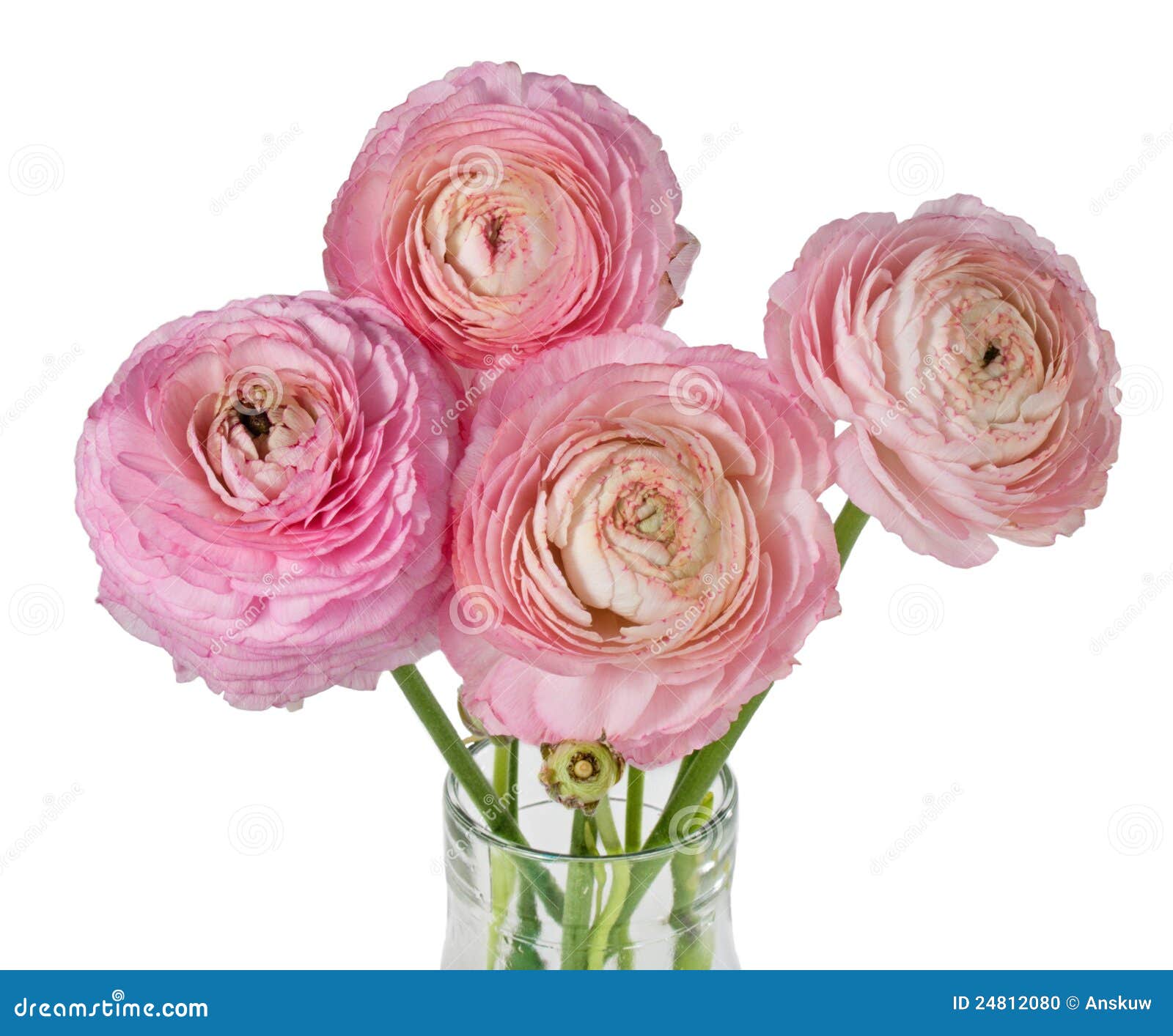 Pink ranunculus flowers stock photo. Image of mothers - 24812080