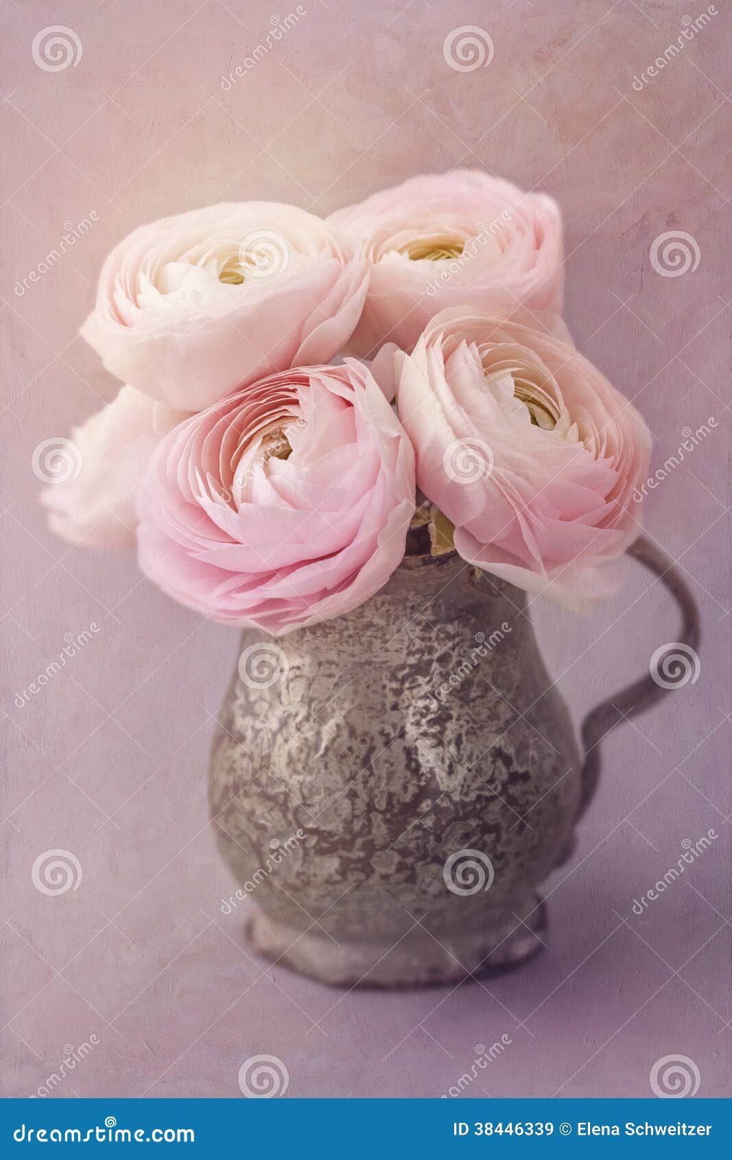 Pink Ranunculus Background. Pink Buttercups Flower.Spring Pink Flowers ...