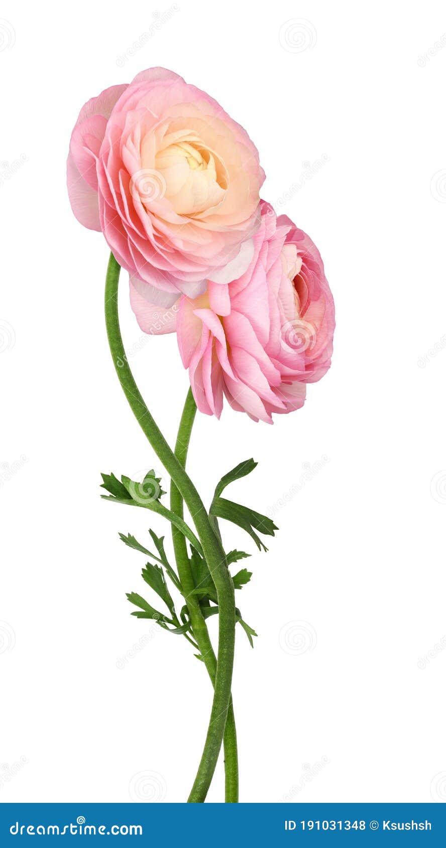 Pink ranunculus flowers stock photo. Image of bouquet - 191031348