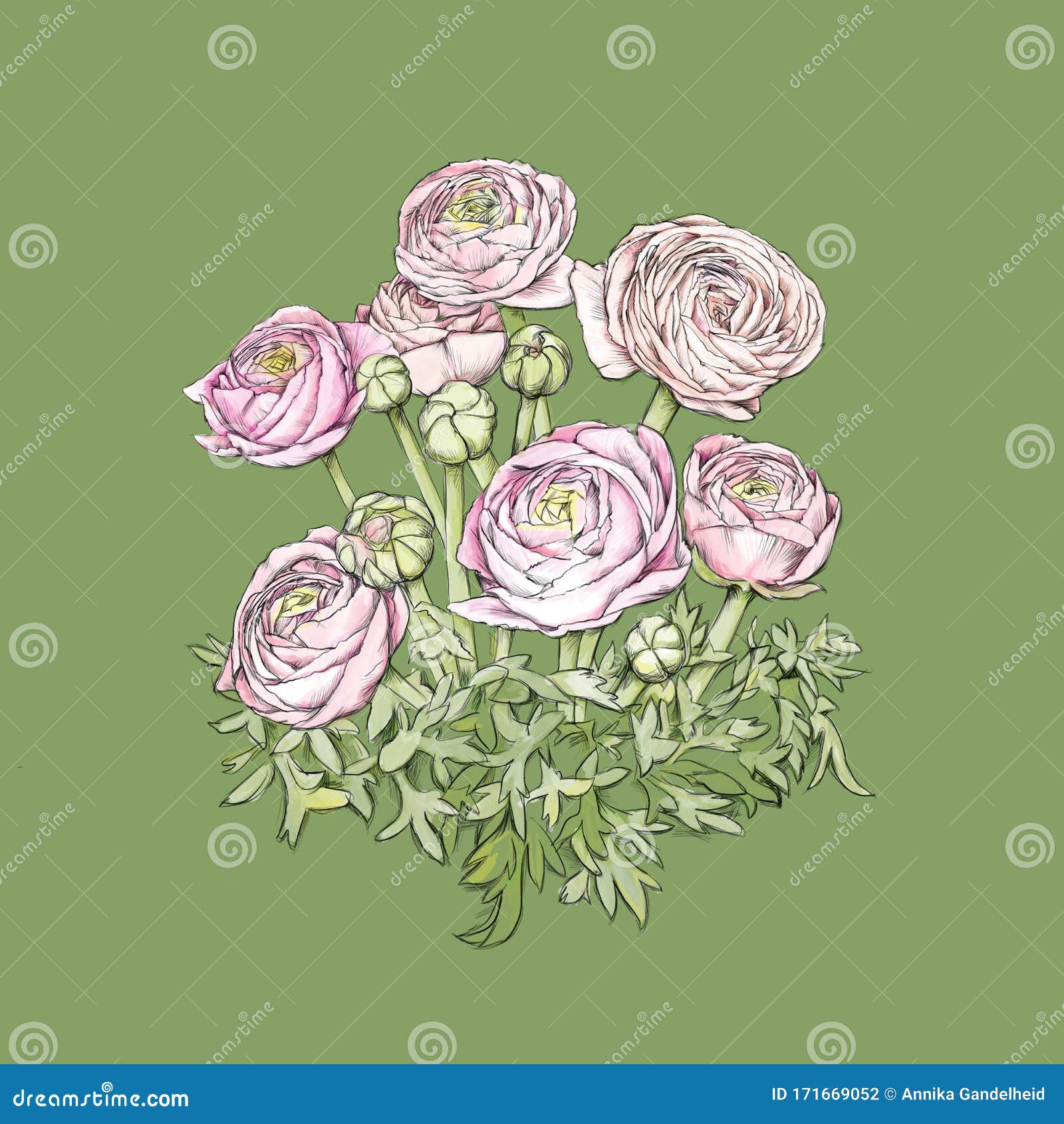 Illustration of Some Pink Ranunculus Stock Illustration - Illustration ...