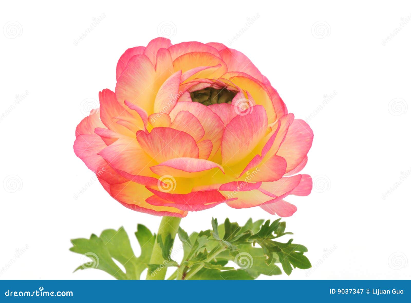 Pink Ranunculus Background. Pink Buttercups Flower.Spring Pink Flowers ...