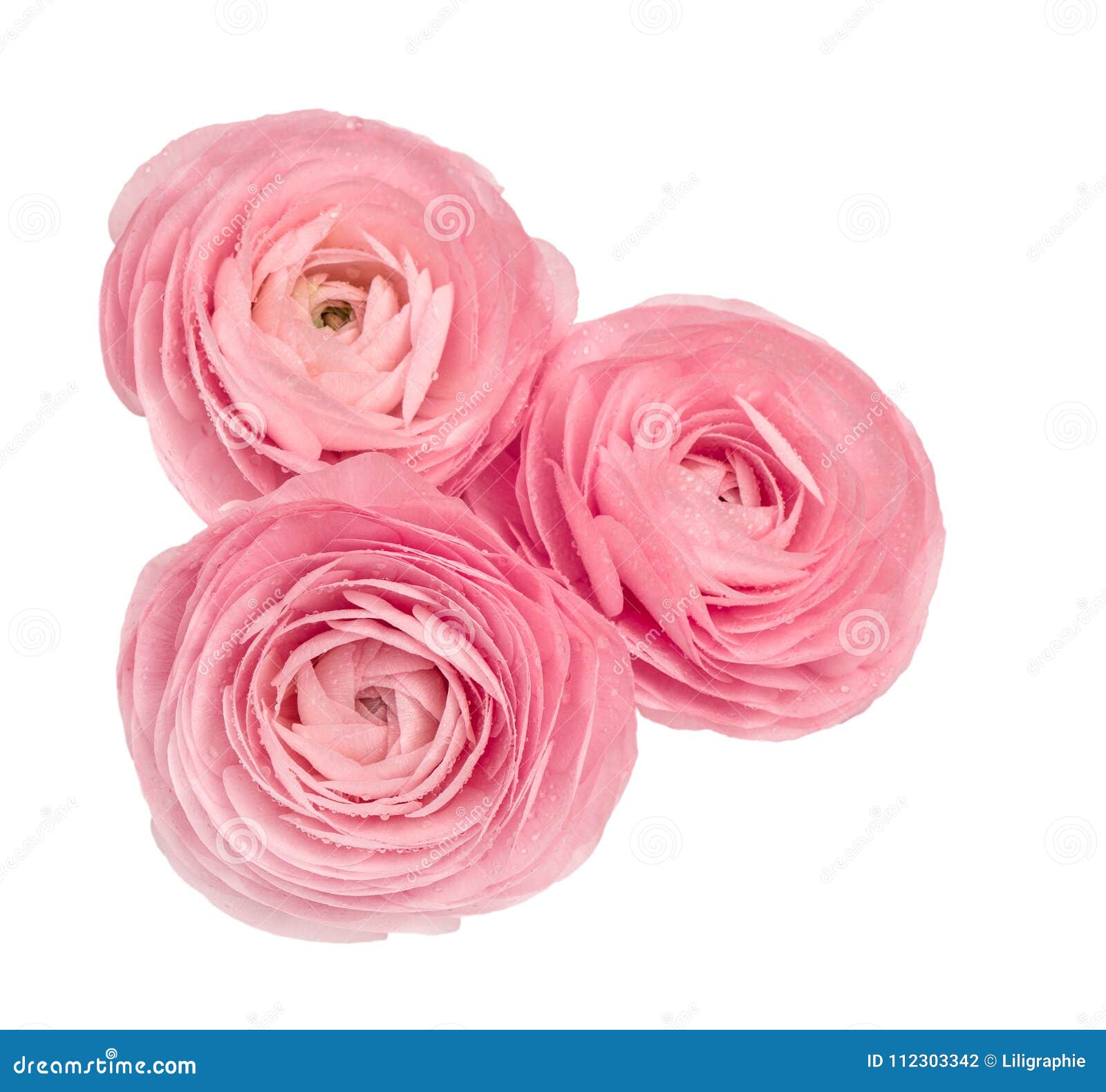 Pink Ranunculus Background. Pink Buttercups Flower.Spring Pink Flowers ...