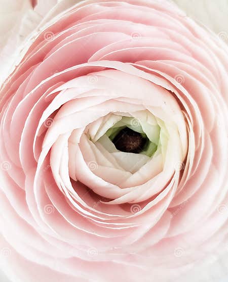 Pink ranunculus for spring stock image. Image of beauty - 169372347