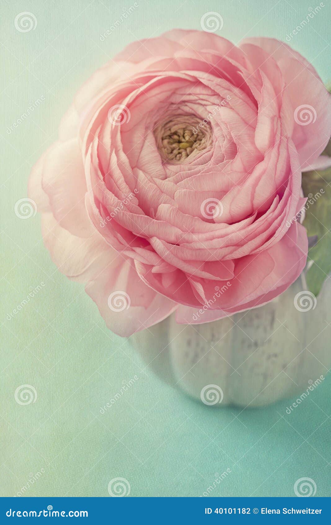 Pink ranunculus stock photo. Image of pastel, fresh, ranunculus - 40101182