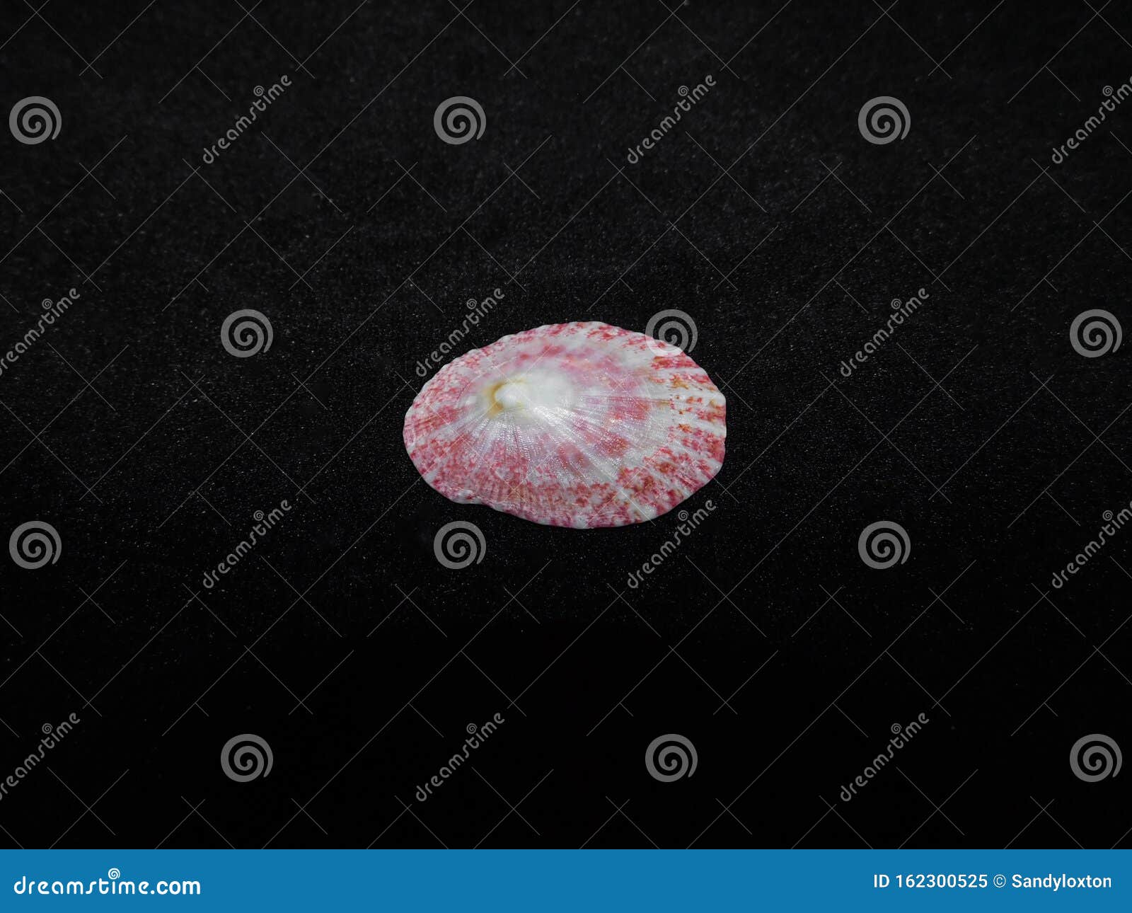 A Pink-rayed limpet shell stock image. Image of beach - 162300525