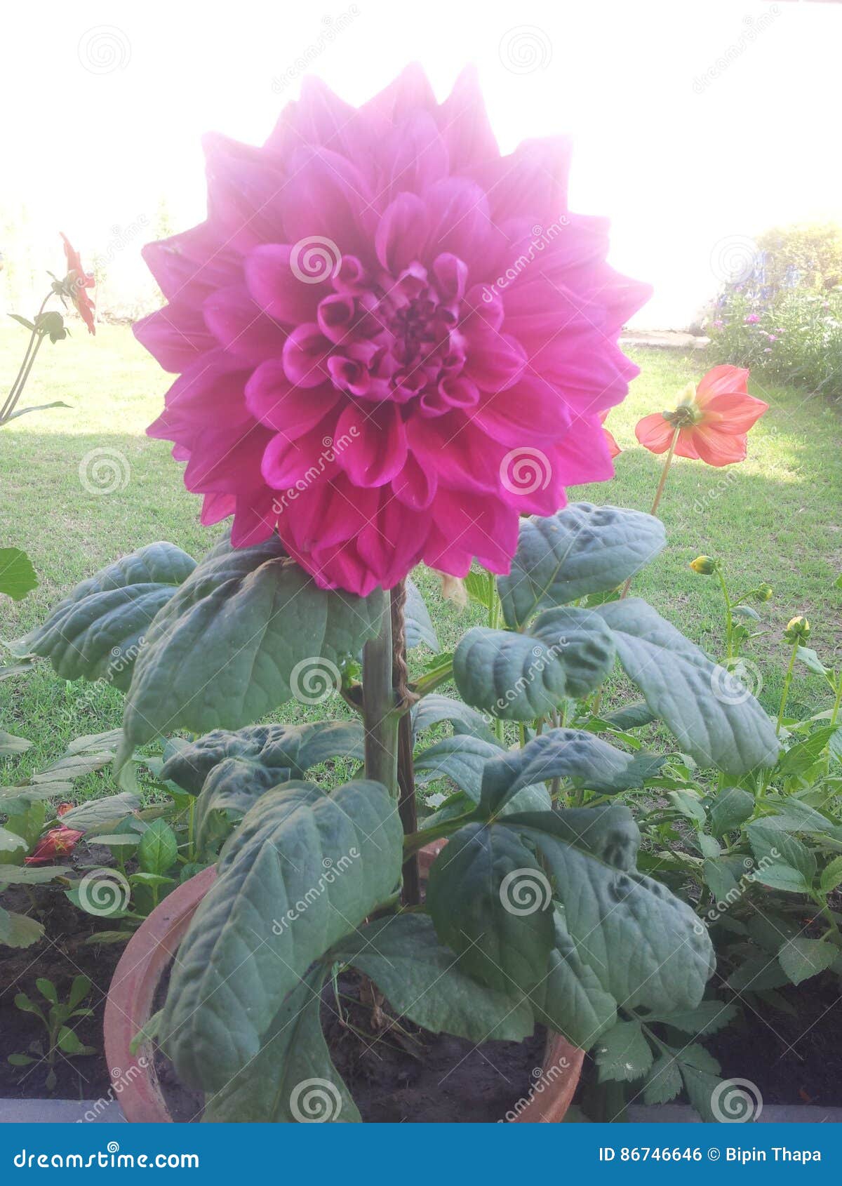 Pink real flower stock photo. Image of real, india, pink - 86746646