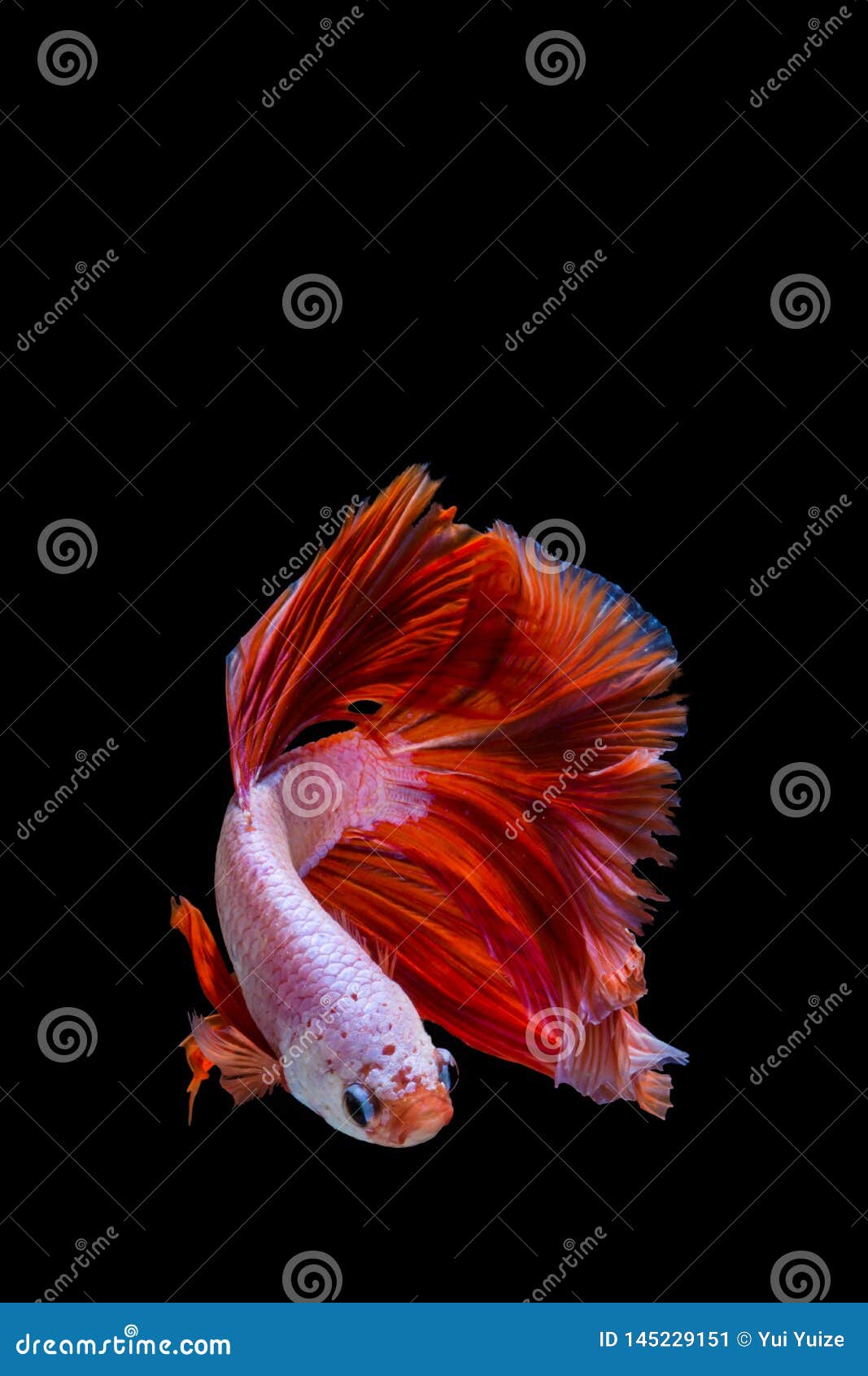Pink and red betta fish stock image. Image of biology - 145229151