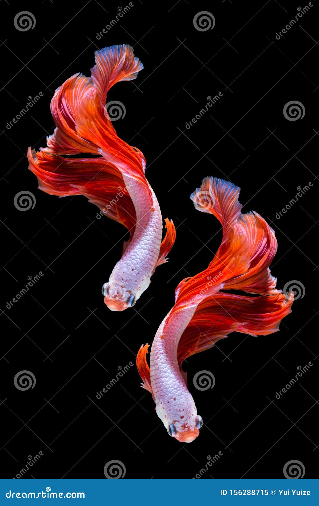 Pink and Red Betta Fish, Siamese Fighting Fish Stock Image - Image of ...