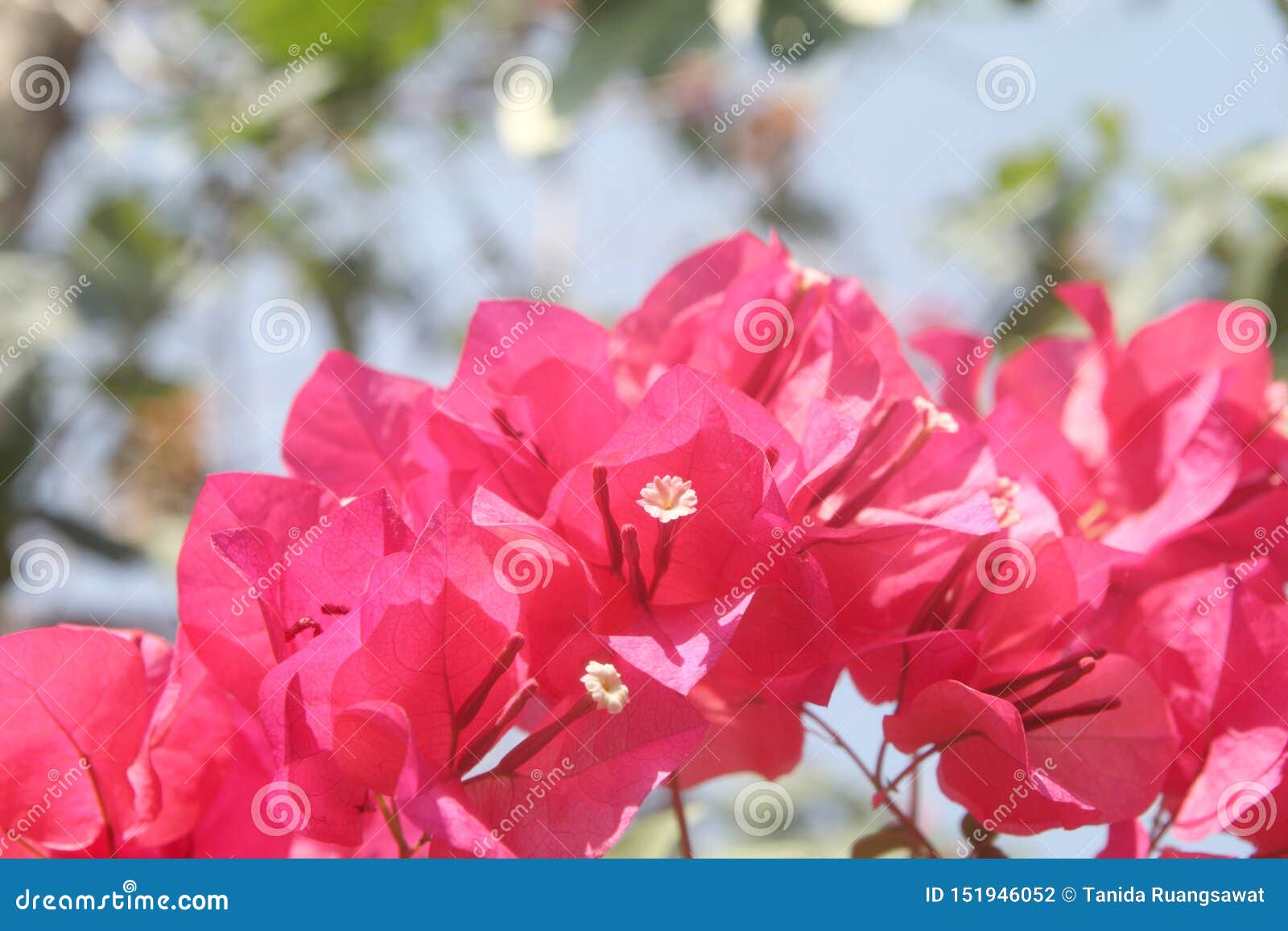 Pink Red Bougainvillea Flower Stock Photo - Image of colorful, nature ...