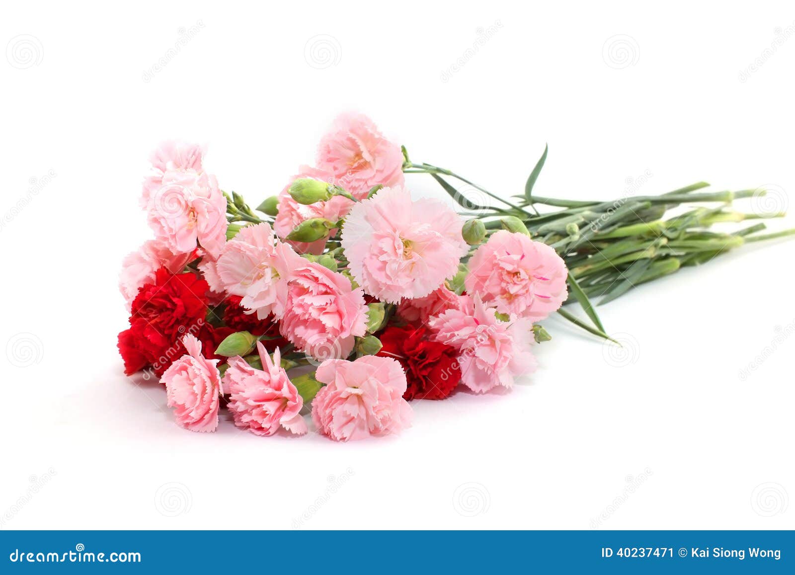 Pink and red carnation stock image. Image of life, flower - 40237471