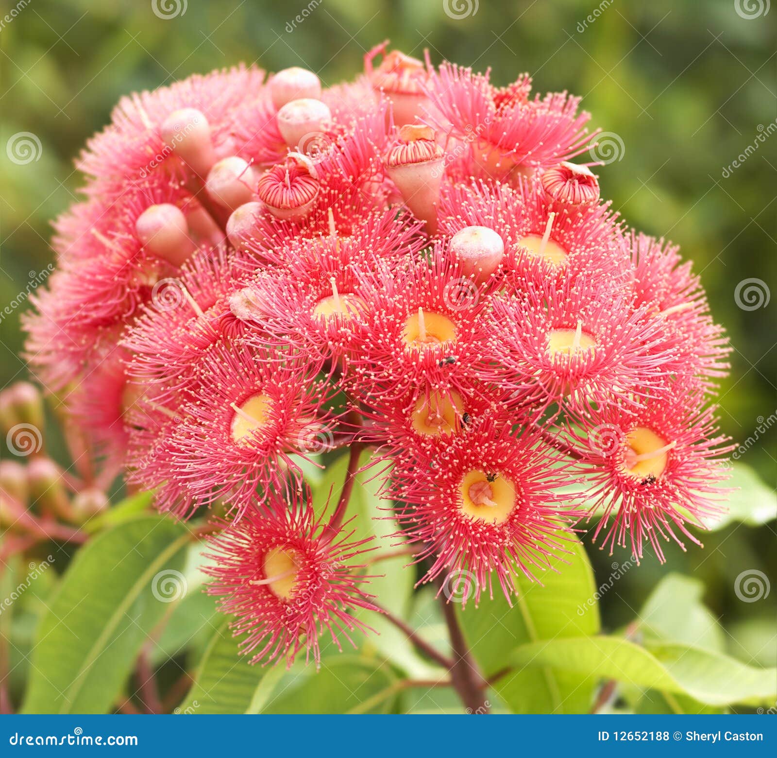 Pink Red Flowers Gum Tree Eucalyptus Phytocarpa Stock Photo - Image of ...
