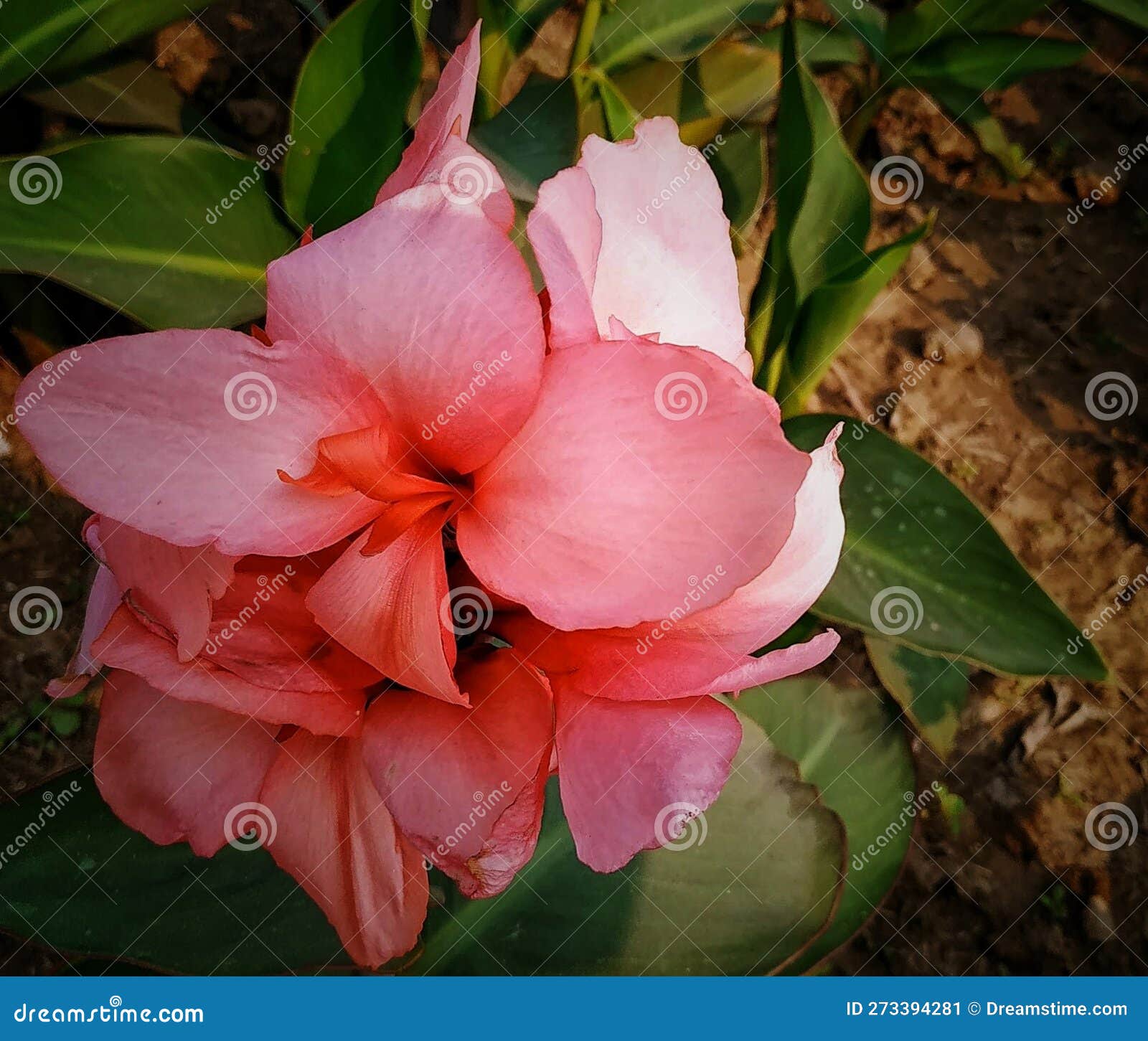 Pink Red Folwer Plant Tree stock image. Image of tree - 273394281