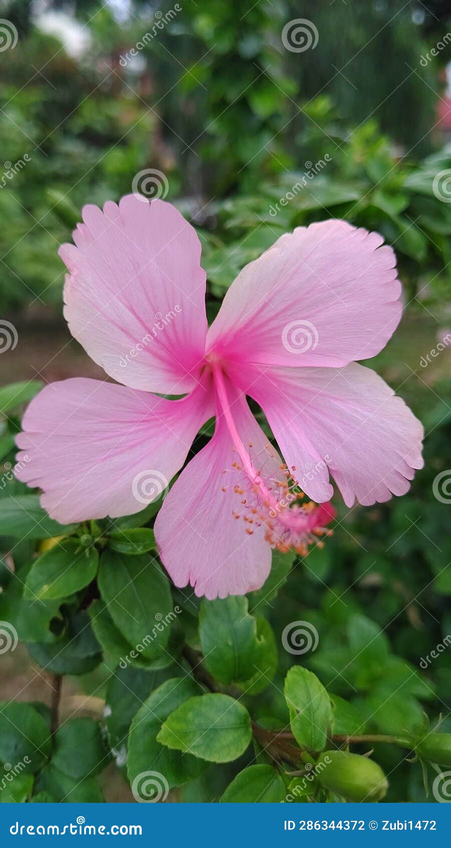 Pink and Red Major Flower in South Asia Stock Photo - Image of flower ...
