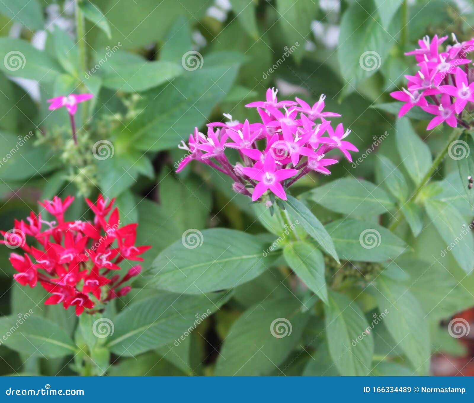 Pink and red Penta Flowers stock image. Image of specie - 166334489