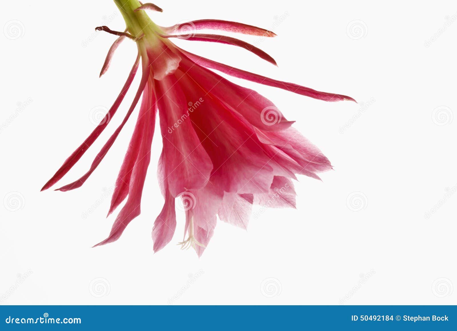 Pink Red Phyllo Cactus Flower Stock Photo - Image of indoor, plants ...