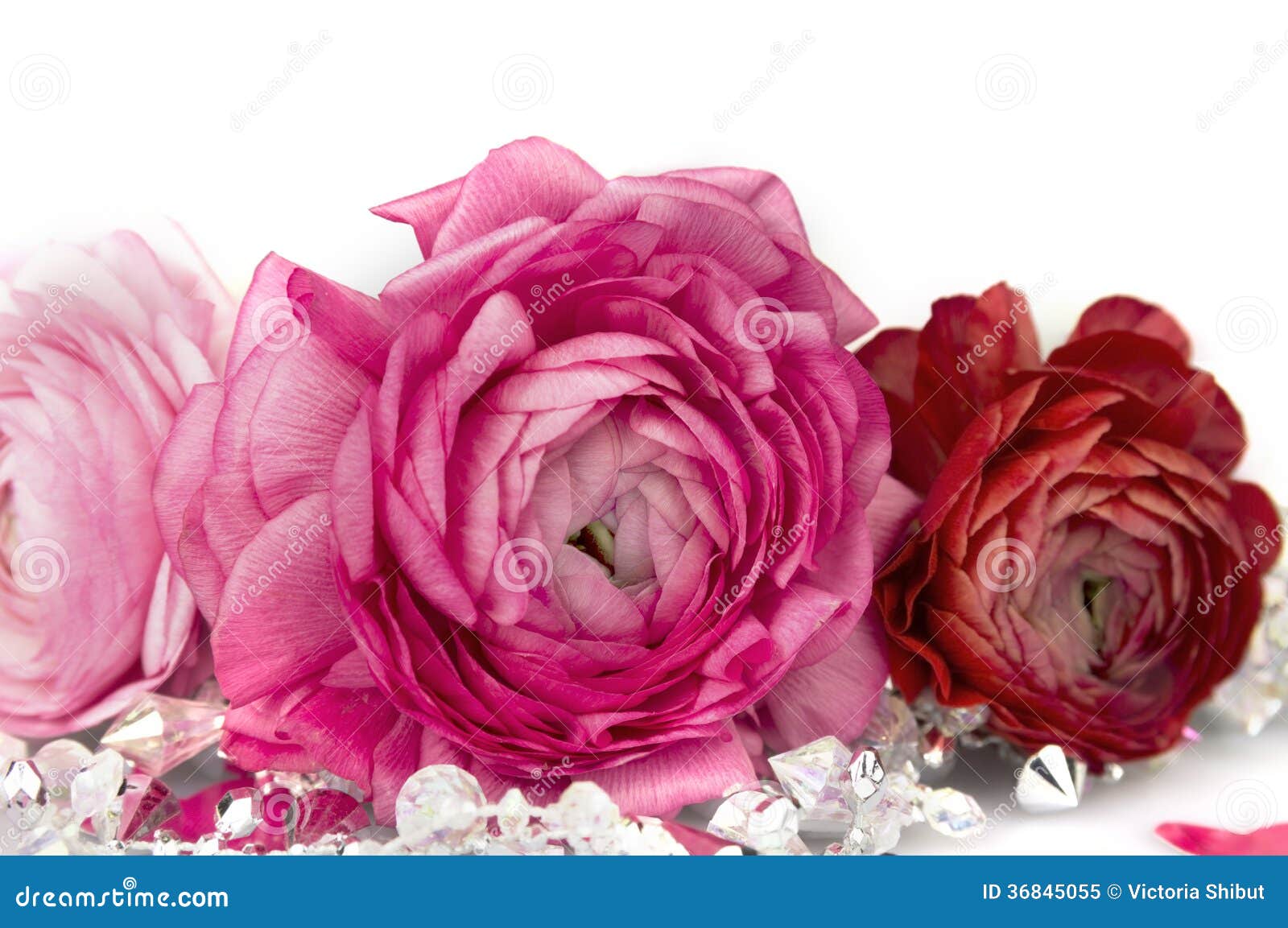 Pink Red Ranunkeln Spring Flowering Bulbs Isolated Stock Image - Image ...
