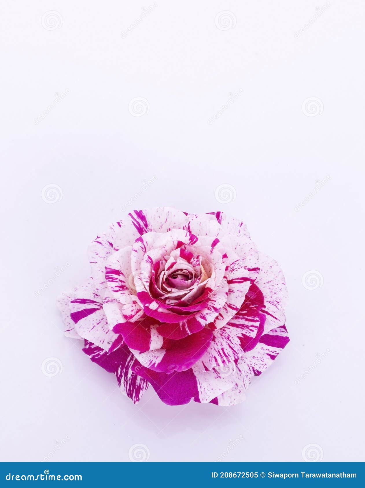 Pink and Red Rose on White Background Stock Image - Image of love, pink ...