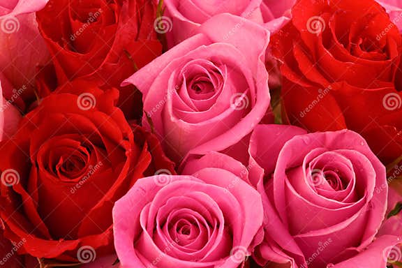 Pink and Red Roses stock image. Image of plant, romantic - 1333379