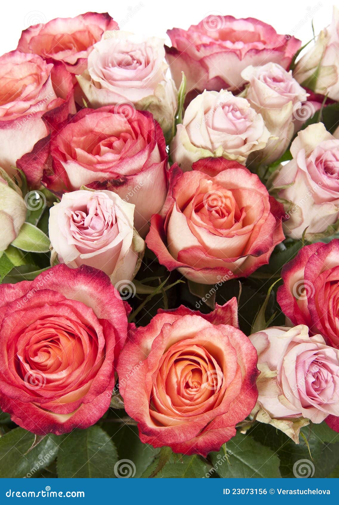 Pink and red roses stock photo. Image of isolated, closeup - 23073156