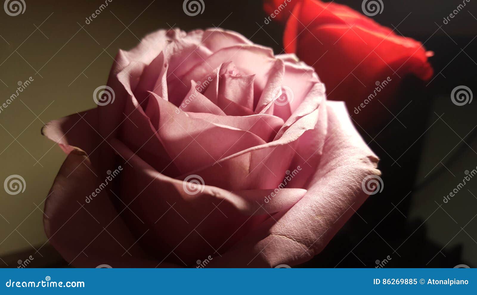 Pink and red roses stock image. Image of roses, pink - 86269885