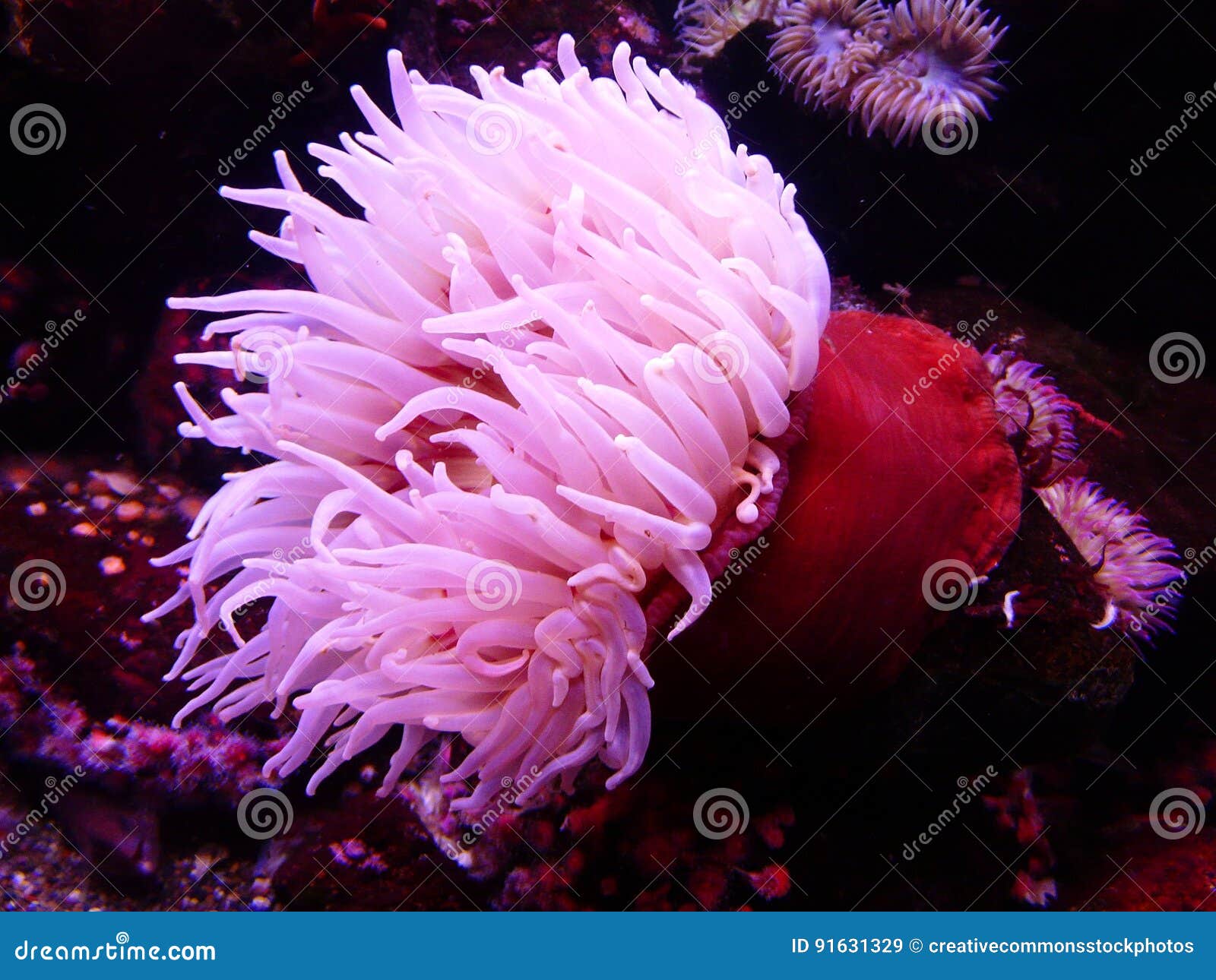 Pink And Red Seaweeds Picture. Image: 91631329