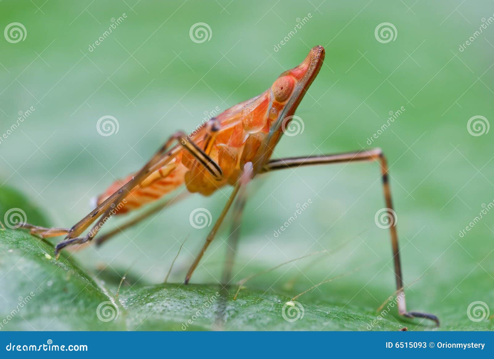 Pink/red treehopper nymph stock image. Image of wild, wilderness - 6515093