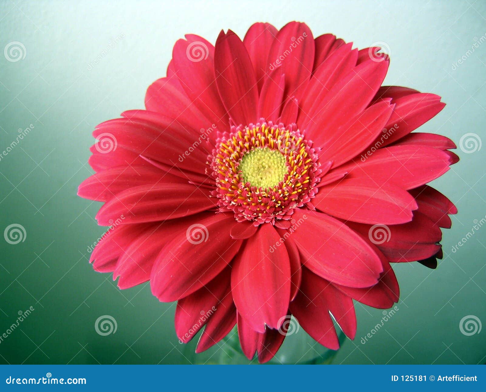 Pink-red with Yellow Center Gerbera Close Up Stock Image - Image of ...