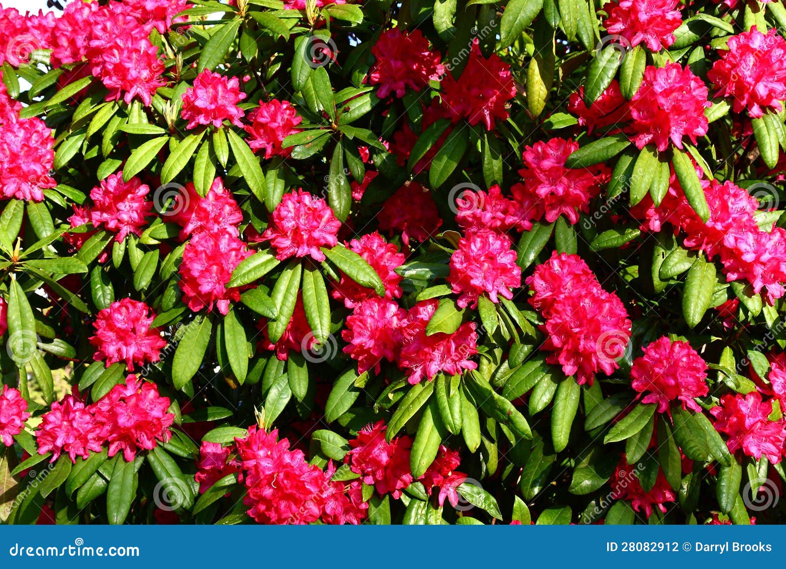 Pink rhododendron stock photo. Image of shrub, blooms - 28082912