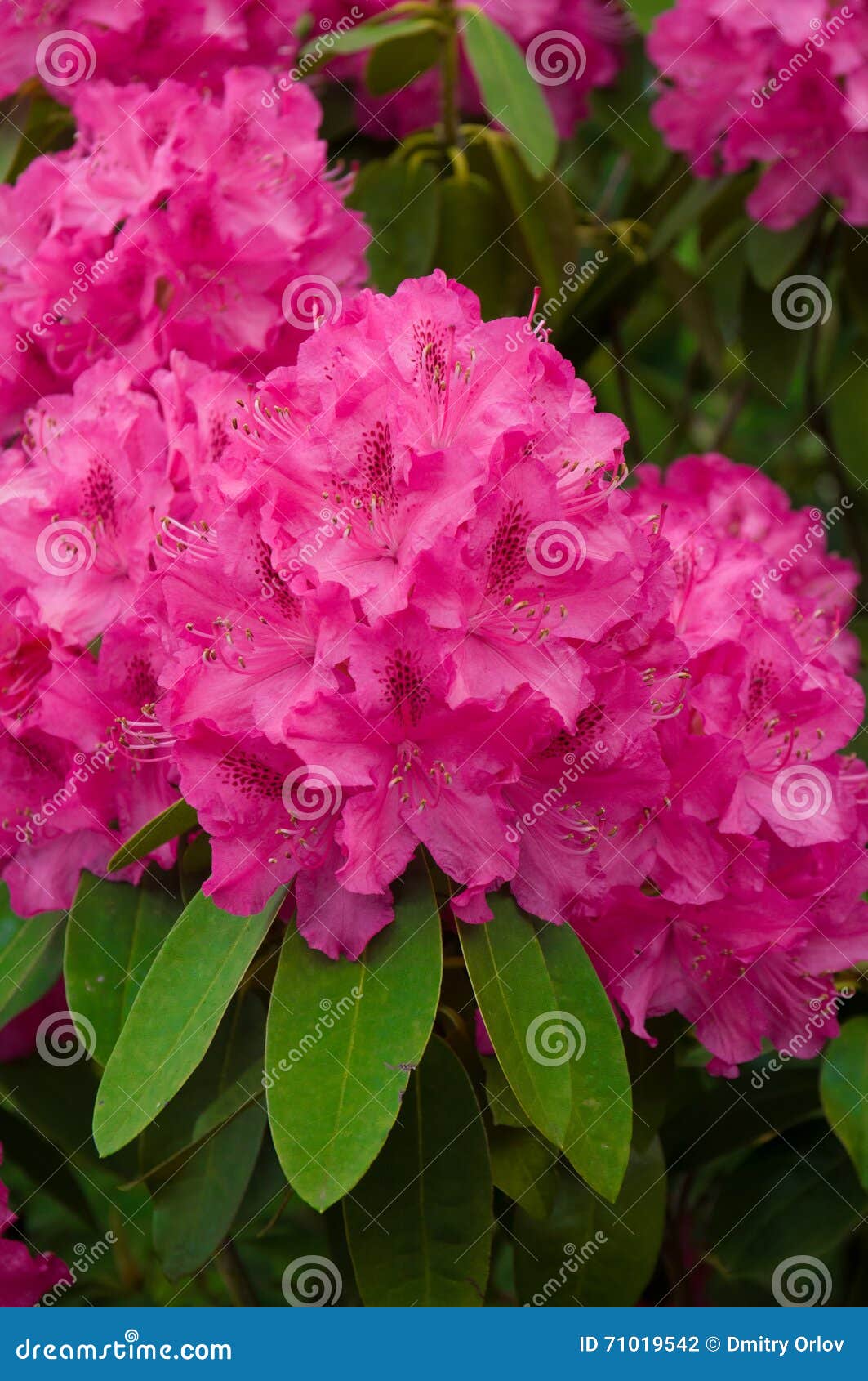 Pink Rhododendron blooming stock photo. Image of flora - 71019542