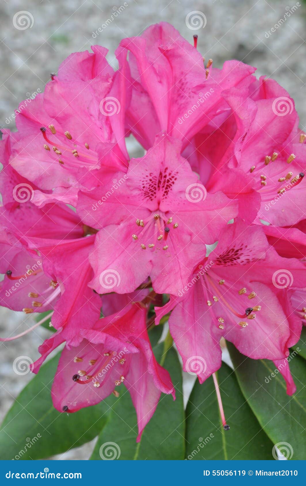Pink rhododendron bush stock image. Image of beautiful - 55056119