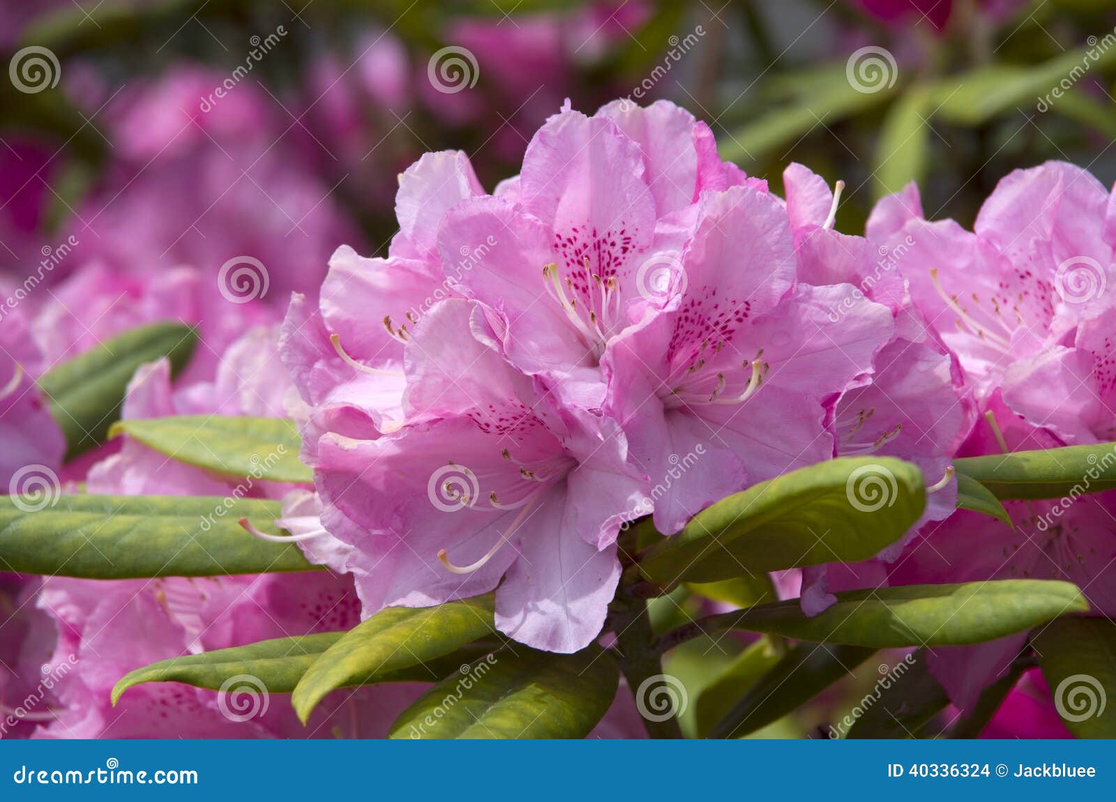 Pink rhododendron flower stock photo. Image of flower - 40336324