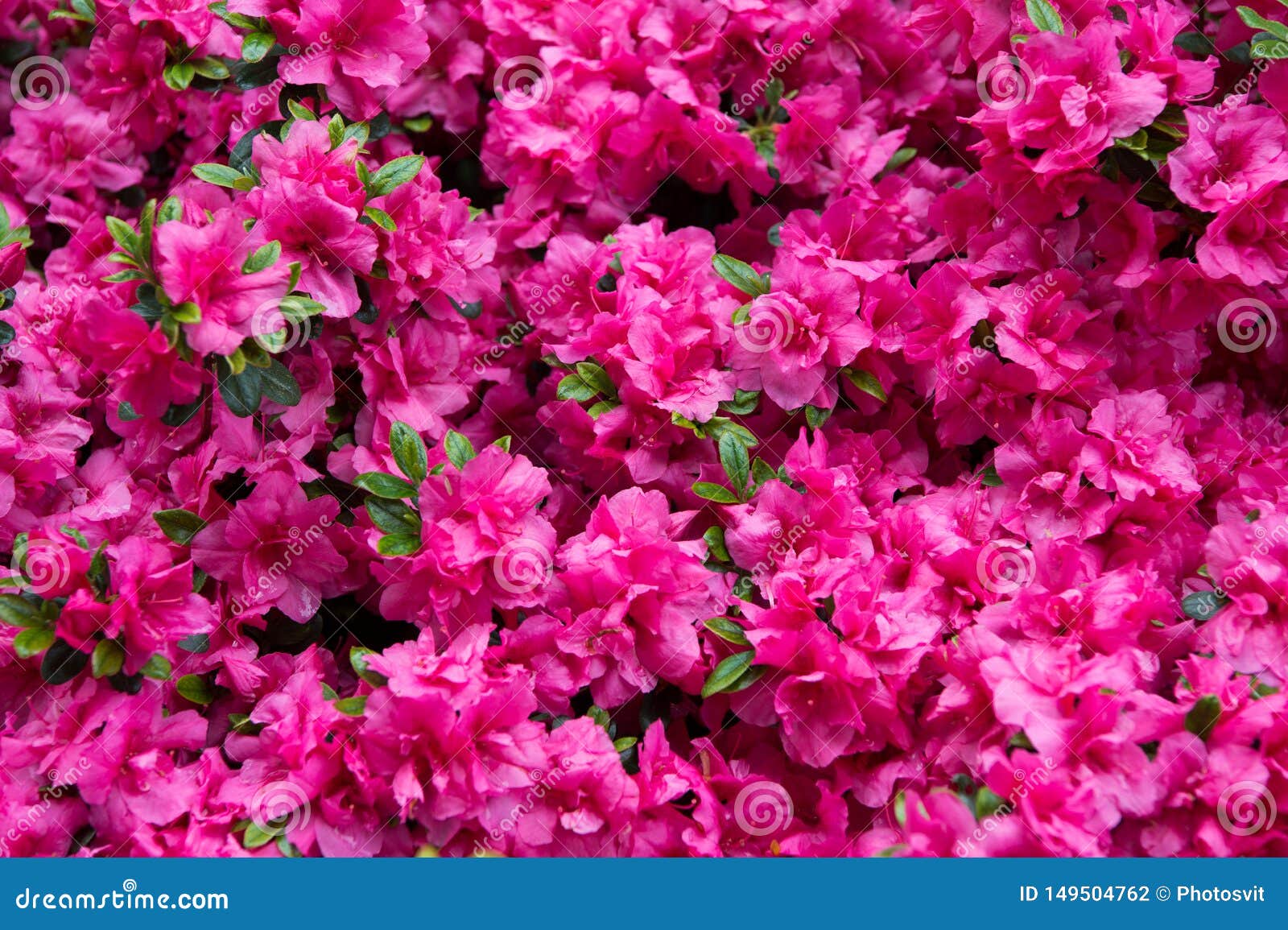 Pink Rhododendron Flower. Rhododendron Pattern. Natural Beauty ... Pink Rhododendron Flower. Rhododendron Pattern. Natural Beauty ...
