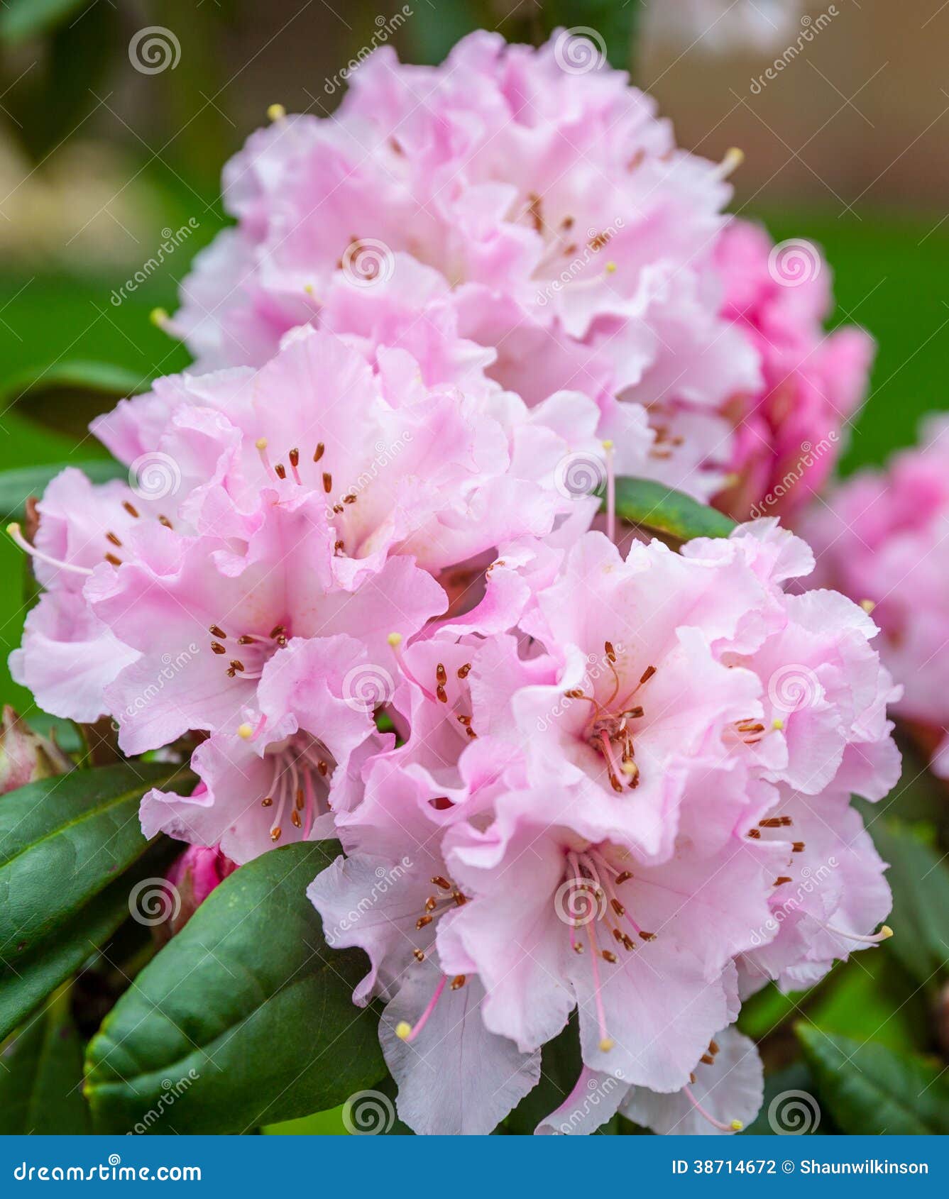 Pink rhododendron, stock photo. Image of park, flower - 38714672