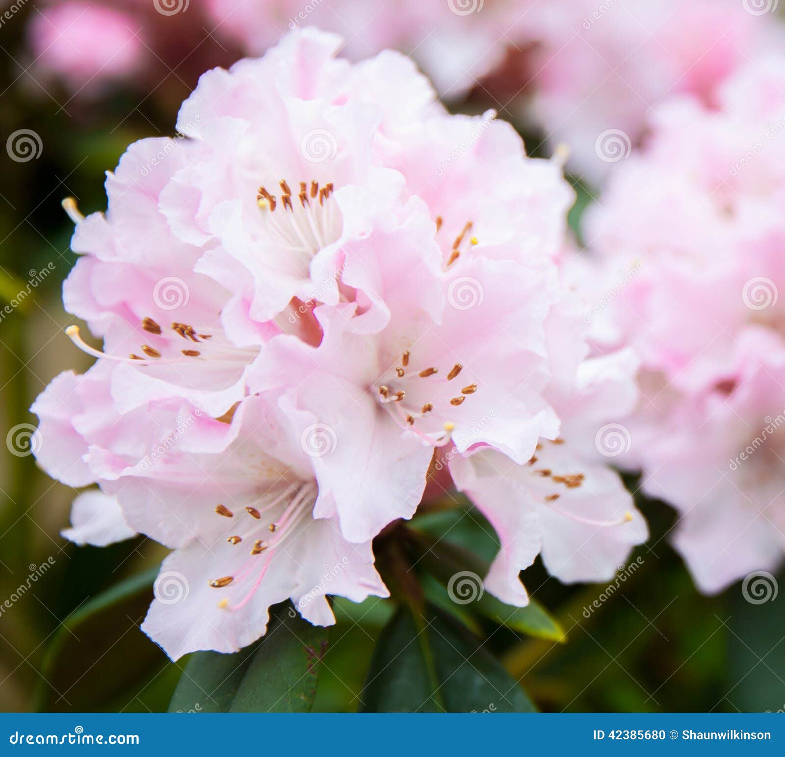 Pink rhododendron, stock photo. Image of outdoor, rhododendron - 42385680
