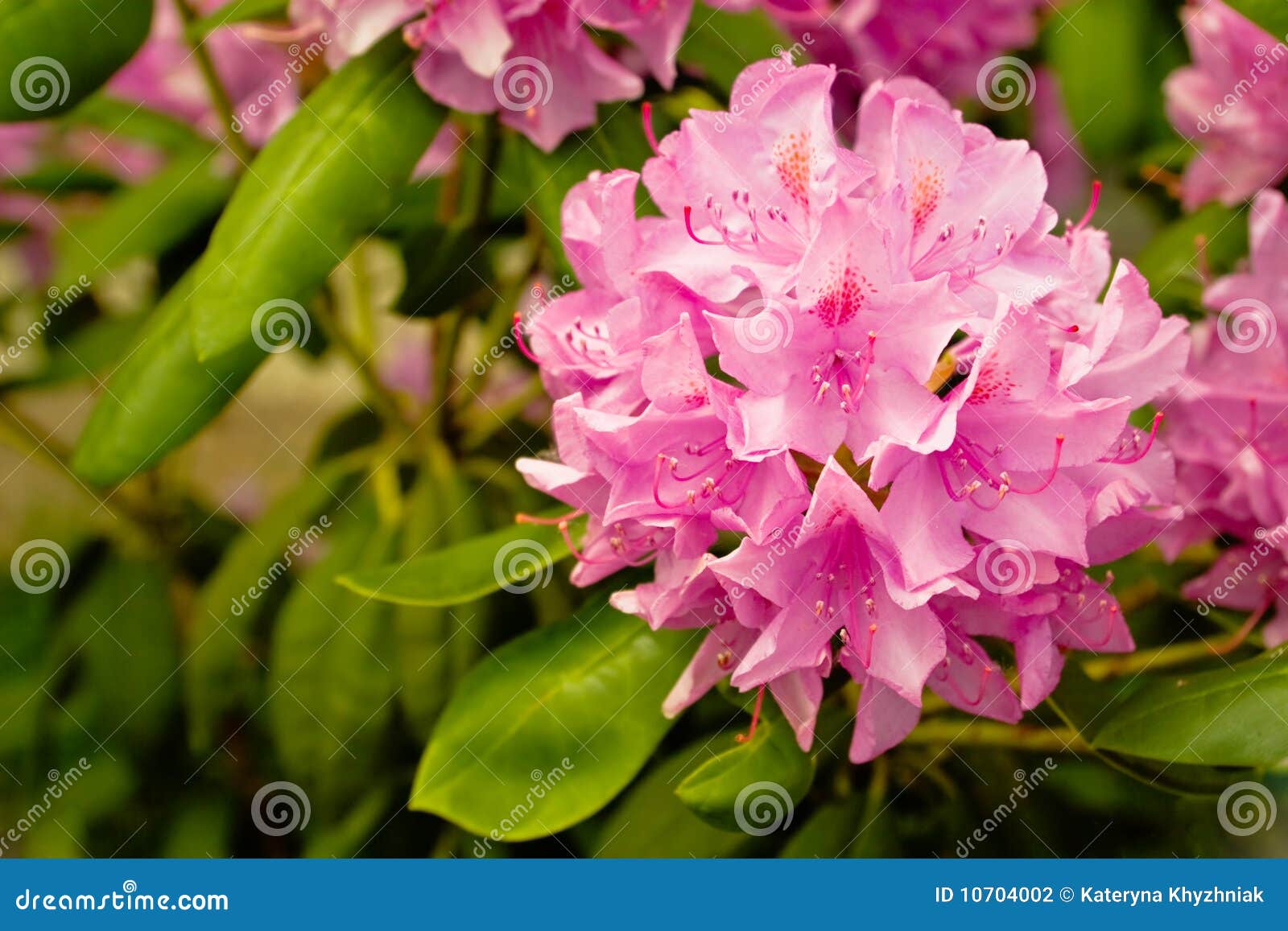 Pink rhododendron flowers stock photo. Image of garden - 10704002
