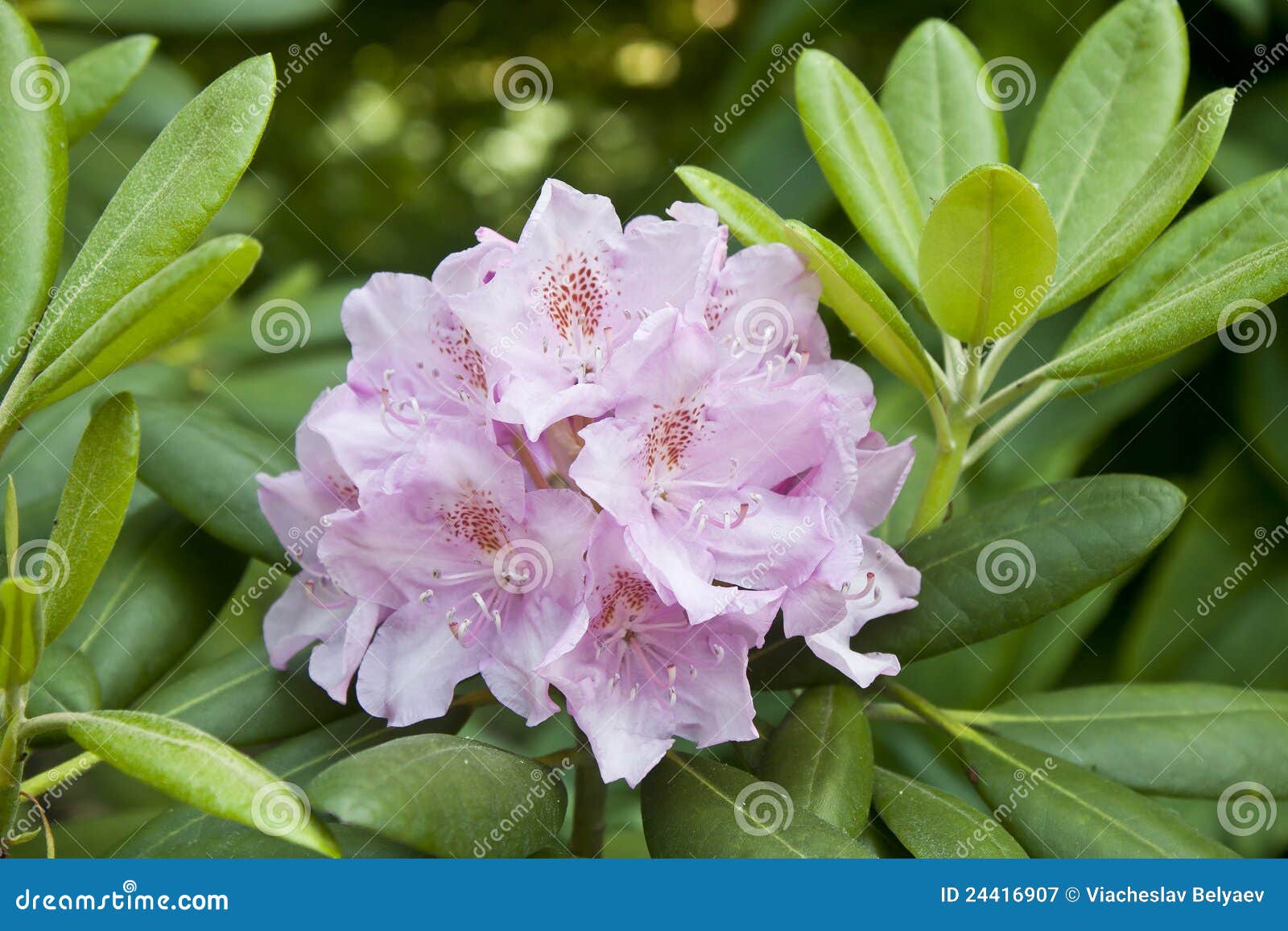Pink rhododendron flowers stock image. Image of spring - 24416907