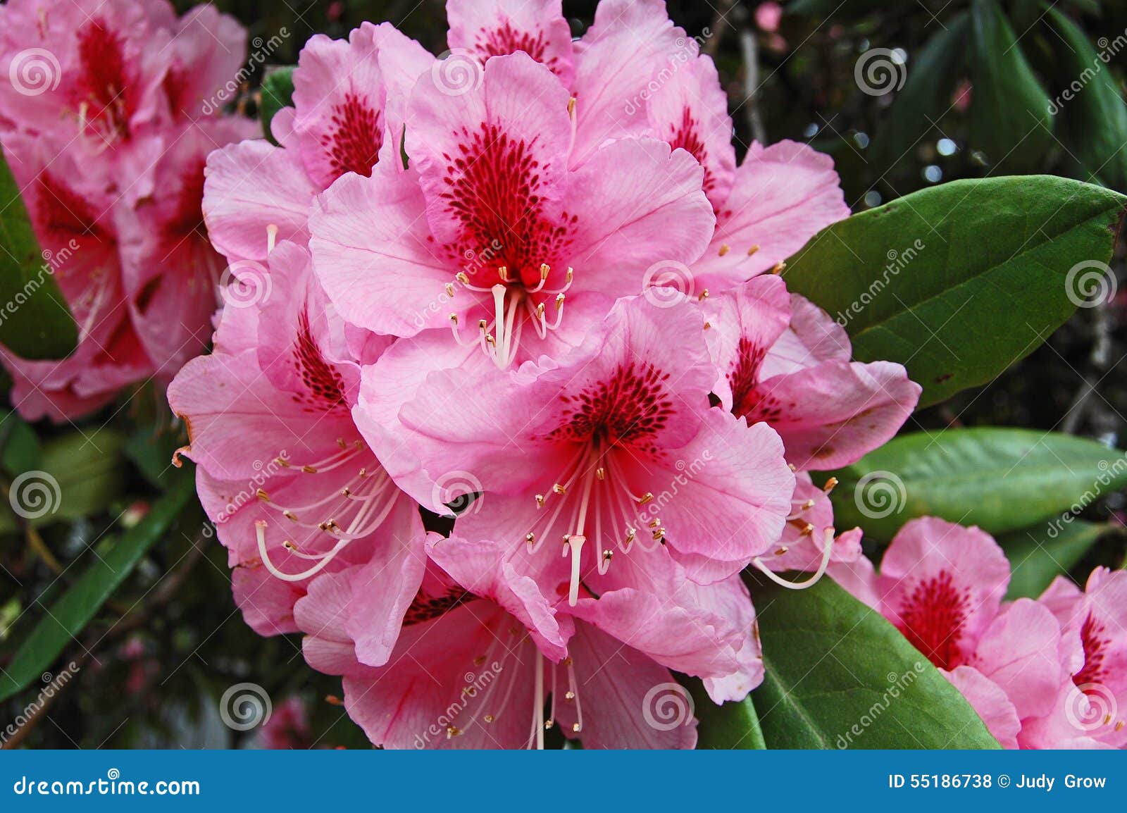 Pink Rhododendron stock photo. Image of centers, colored - 55186738