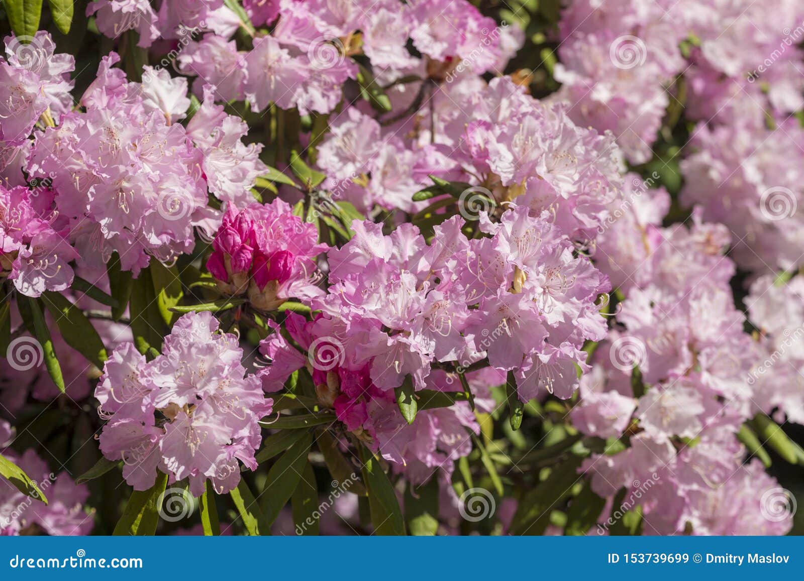 Pink Rhododendron in the Spring Stock Image - Image of bloom, pink ...