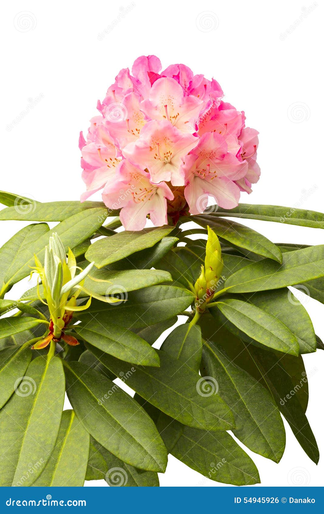 Pink rhododendron stock photo. Image of springtime, macro - 54945926