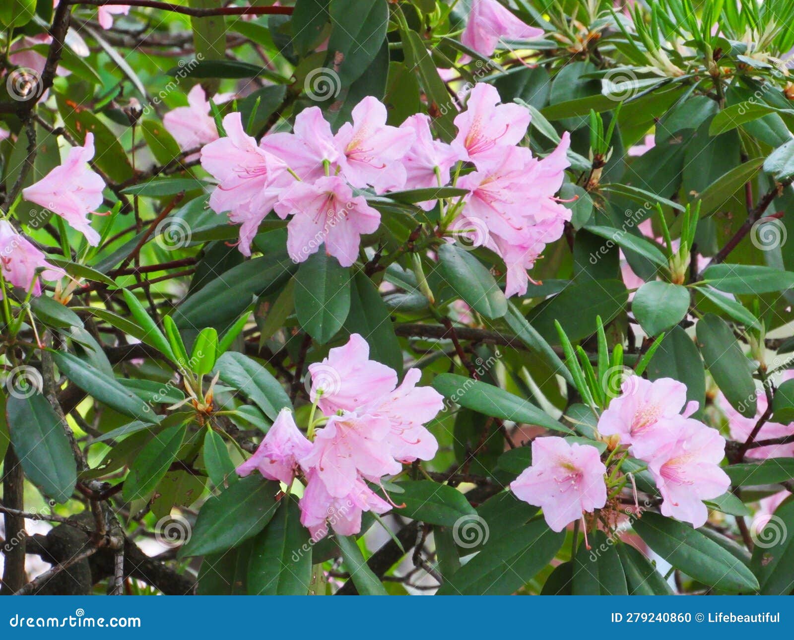 Pink rhododendron stock photo. Image of flowering, lilac - 279240860