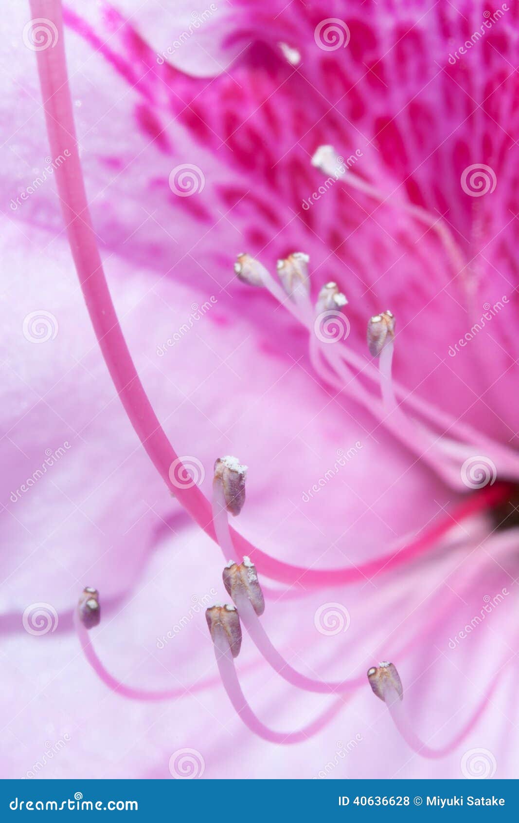 Pink rhododendron stock photo. Image of space, outside - 40636628