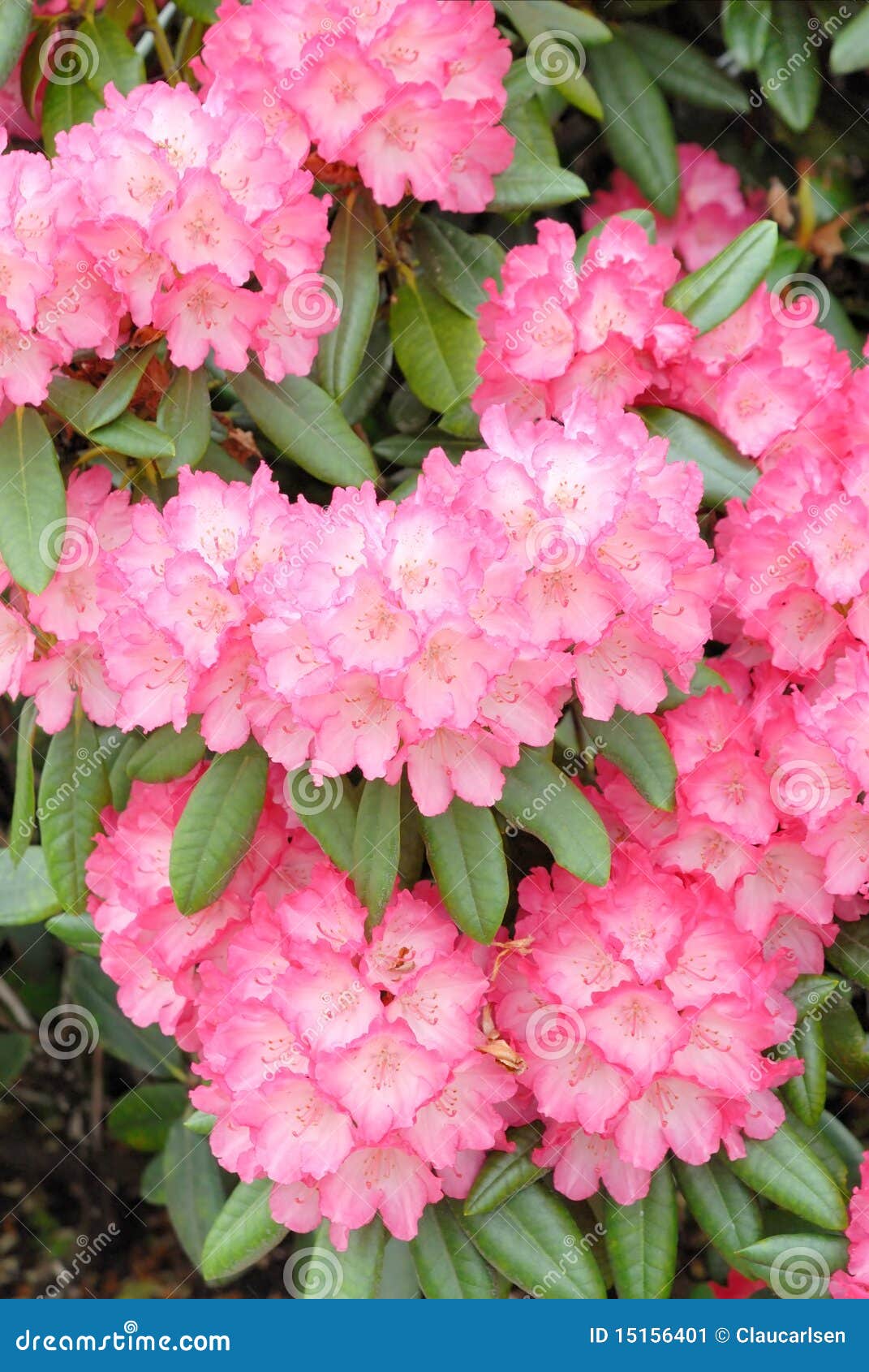 Pink Rhododrendron stock image. Image of garden, springtime - 15156401