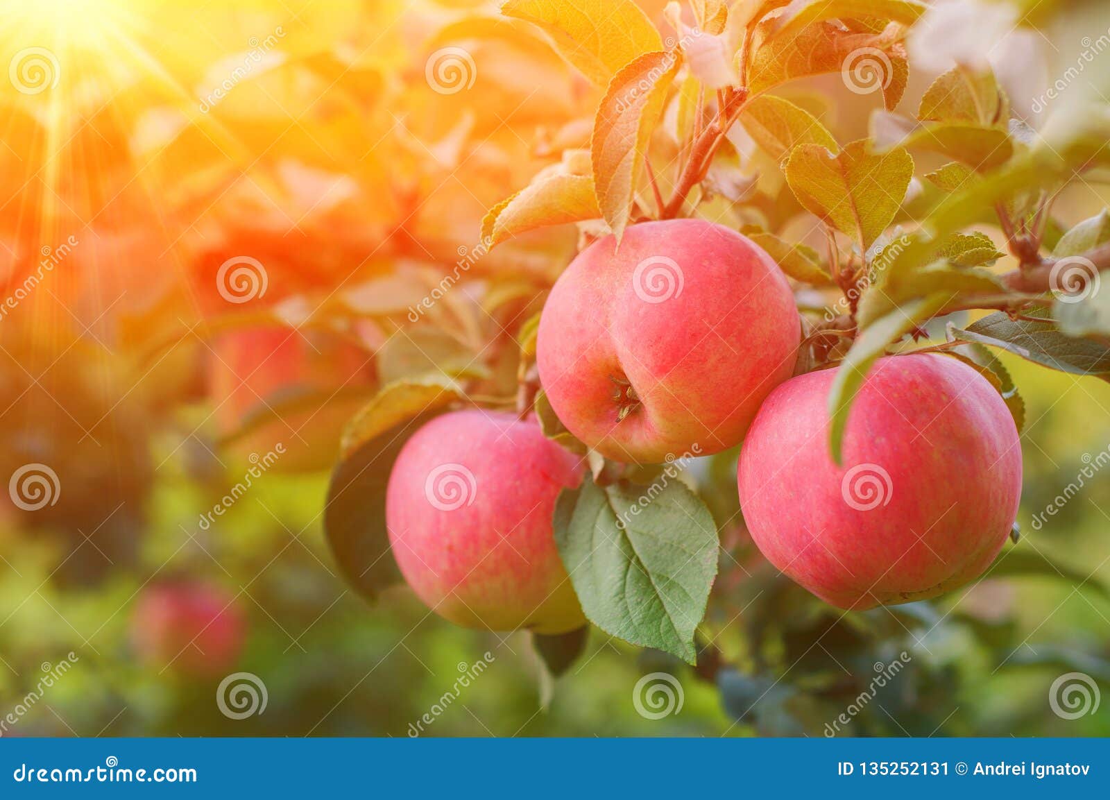 Pink Ripe Apples in the Garden with Bright Sun. Bright Red Apples with ...