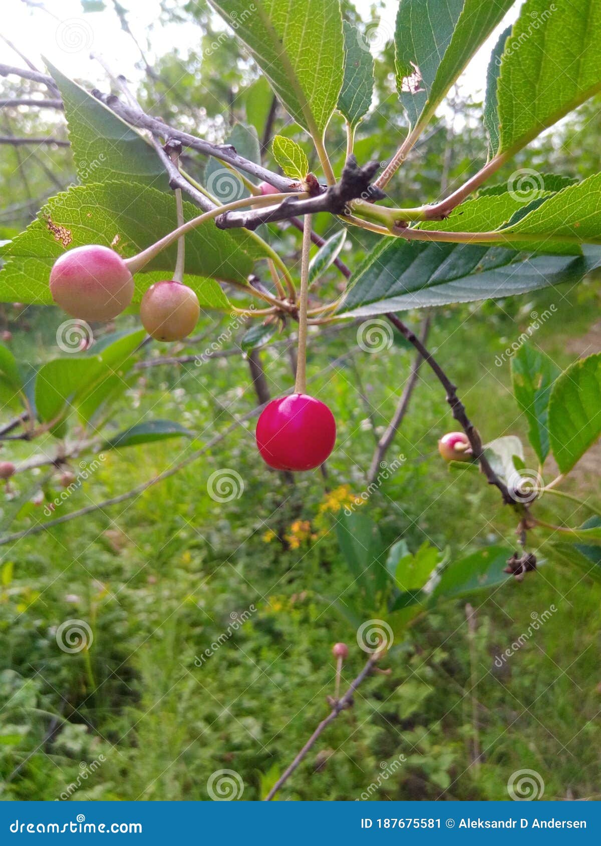 Pink Ripe Cherry Tree in Green Garden Stock Image - Image of deciduous ...