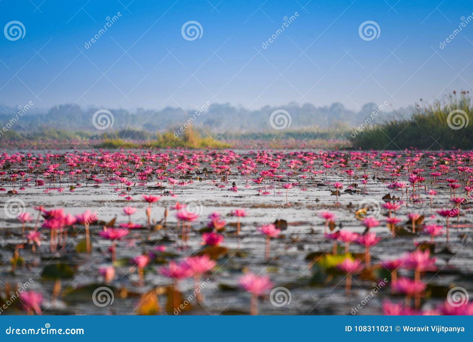 Lotus pink swamp pond stock image. Image of water, outdoors - 108311021
